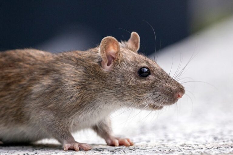 Enfermedades transmitidas por la caca de rata: descubre los riesgos y ...